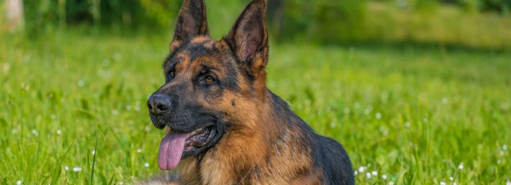 Duitse Herder - Kwisple.nl