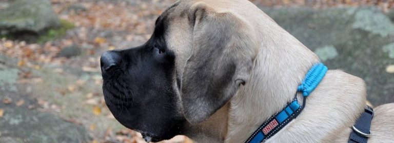 Engelse Mastiff | Kwisple.nl