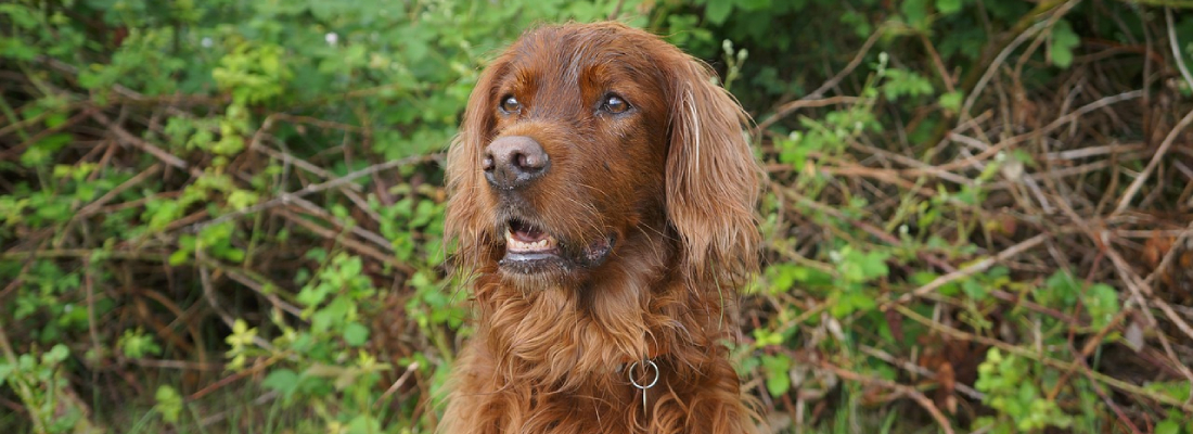 Ierse Setter - Kwisple.nl