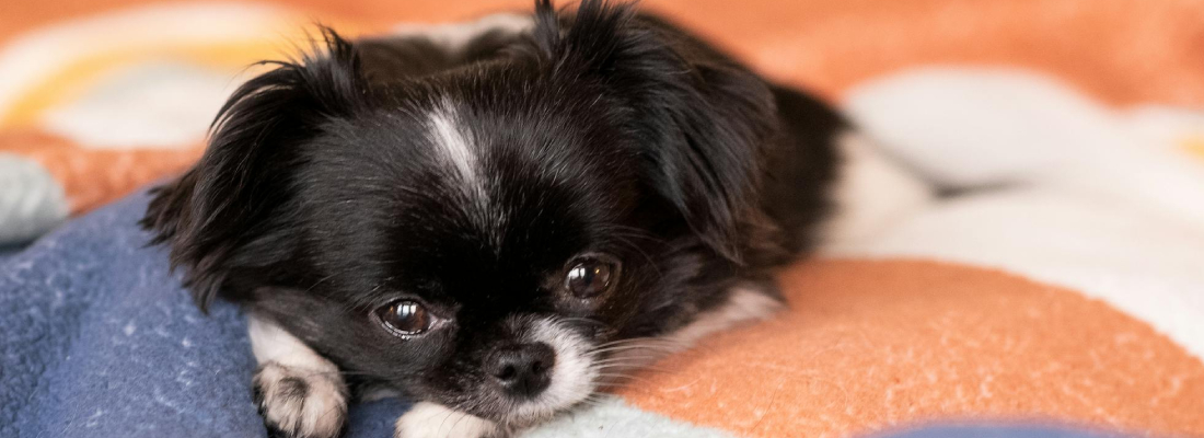 Japanse Spaniël | Kwisple.nl