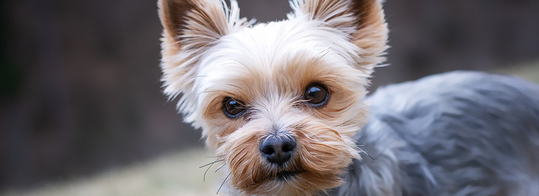 Kleine hondenrassen | Complete informatie met foto